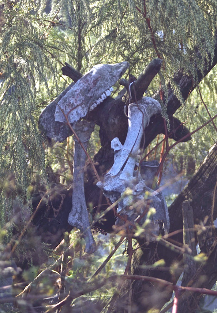 "Bone tree" | Souls Grown Deep